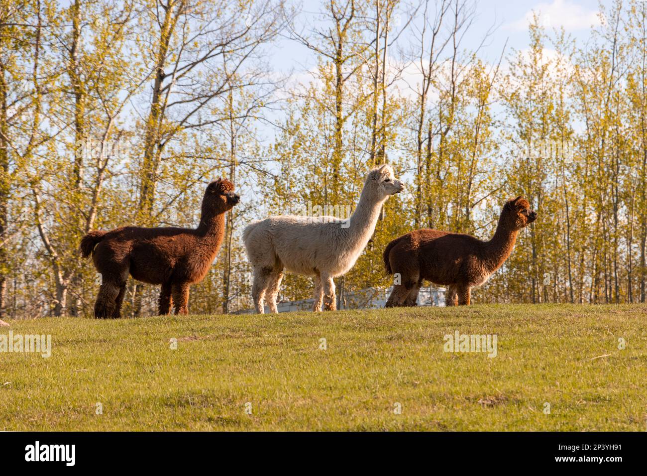 multiple alpaca standing sideways on hill watching sunset Stock Photo ...