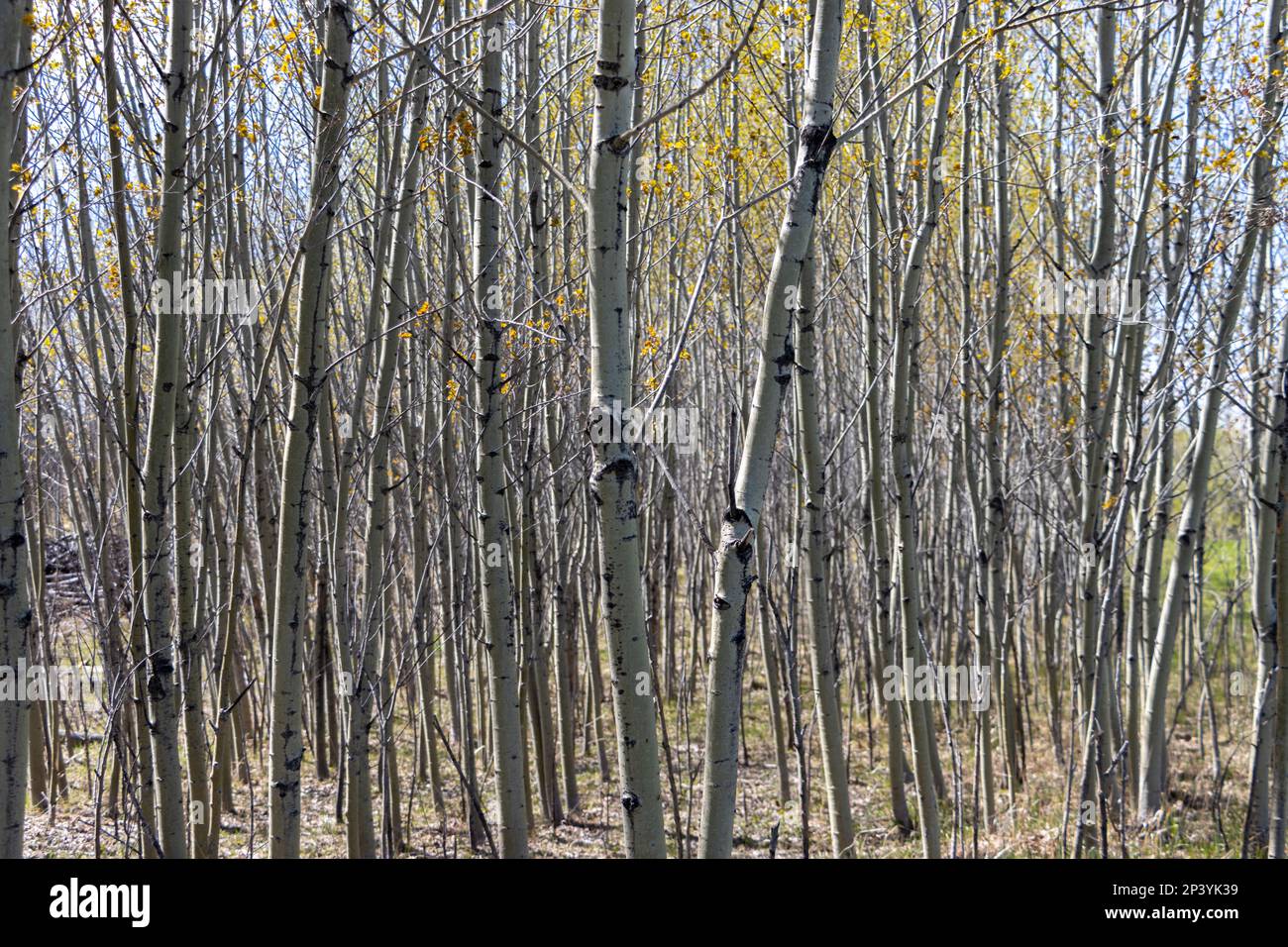 forest of aspen trees in spring Stock Photo - Alamy