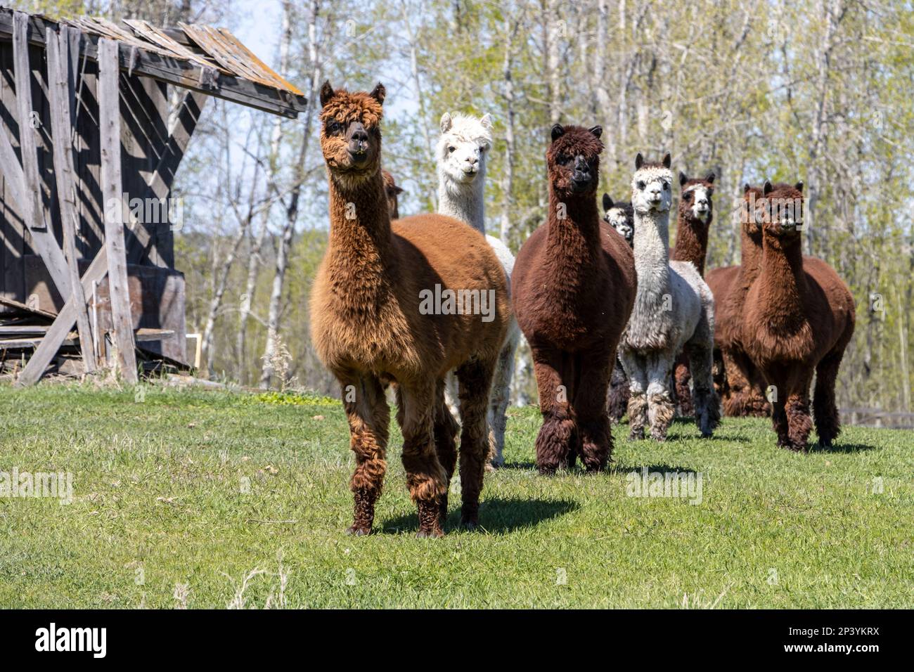Group of alpacas in field hi-res stock photography and images - Alamy
