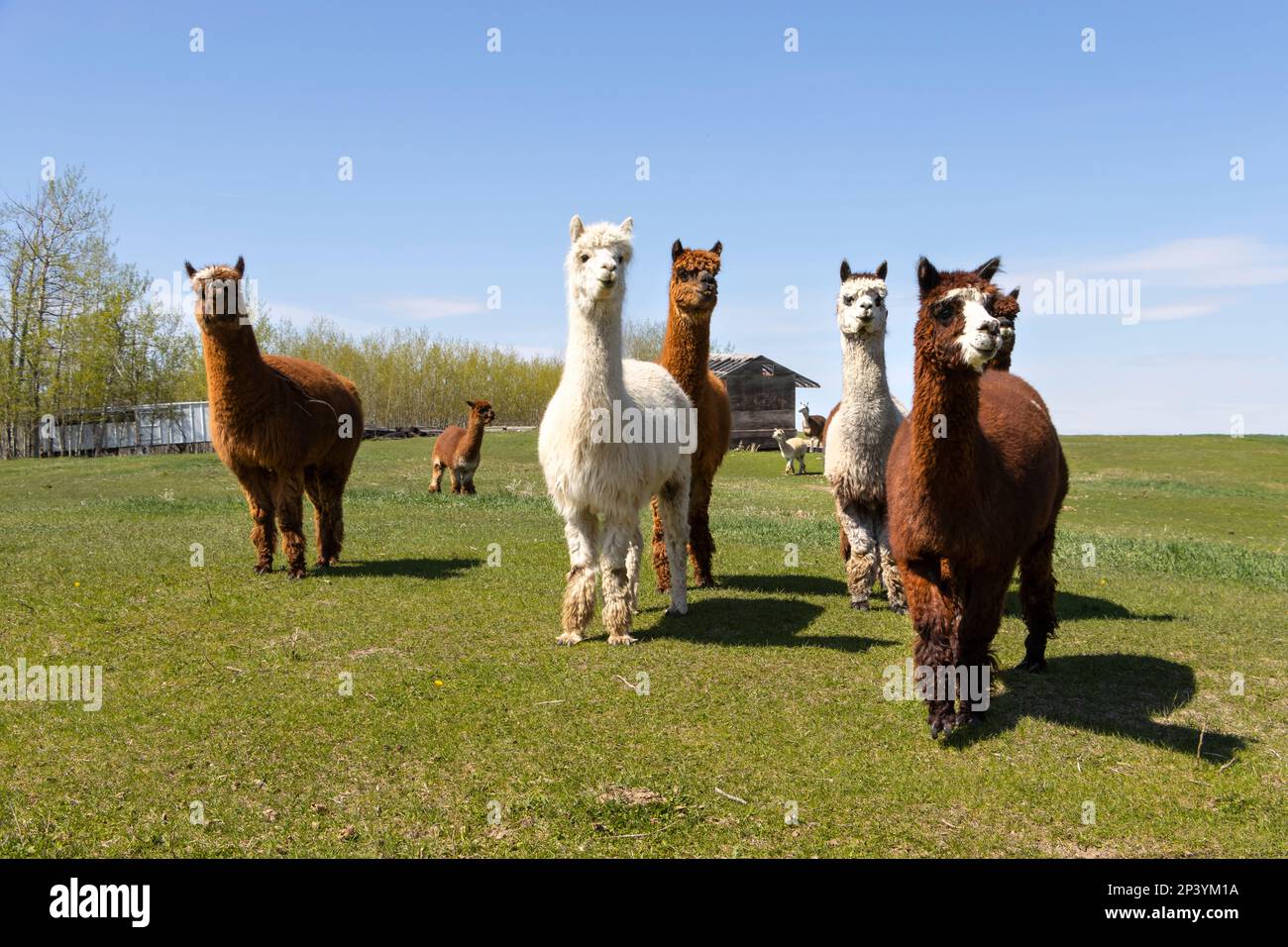 Group of alpacas in field hi-res stock photography and images - Alamy