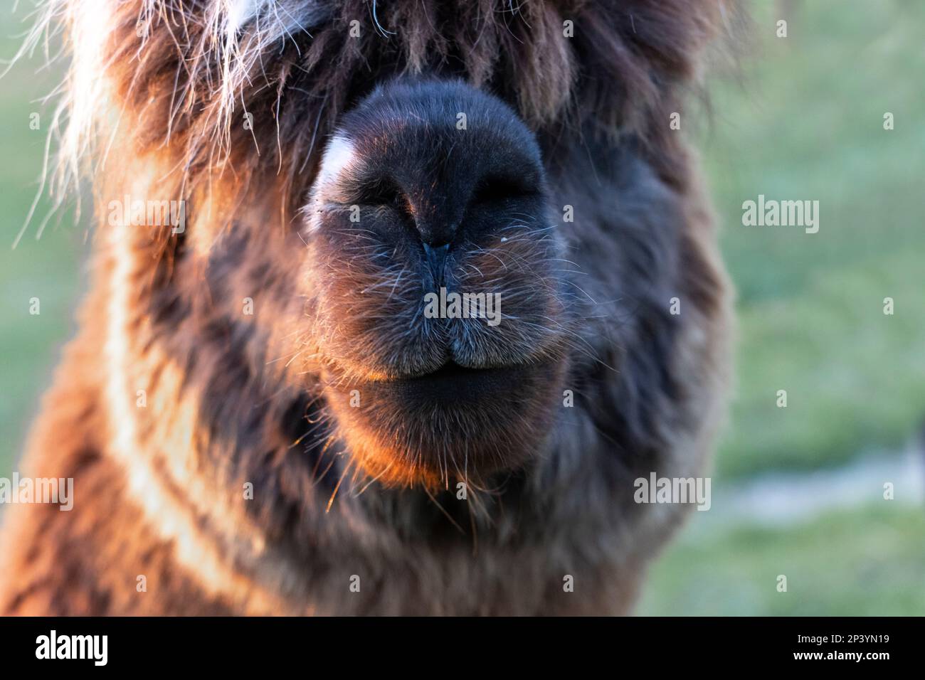 close up brown alpaca face Stock Photo - Alamy