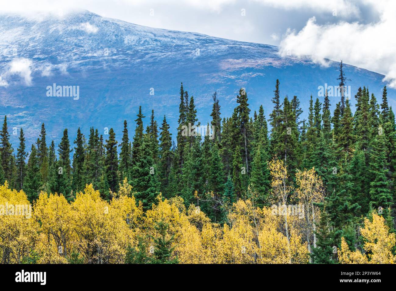 Golden trees fall canada hi-res stock photography and images - Alamy