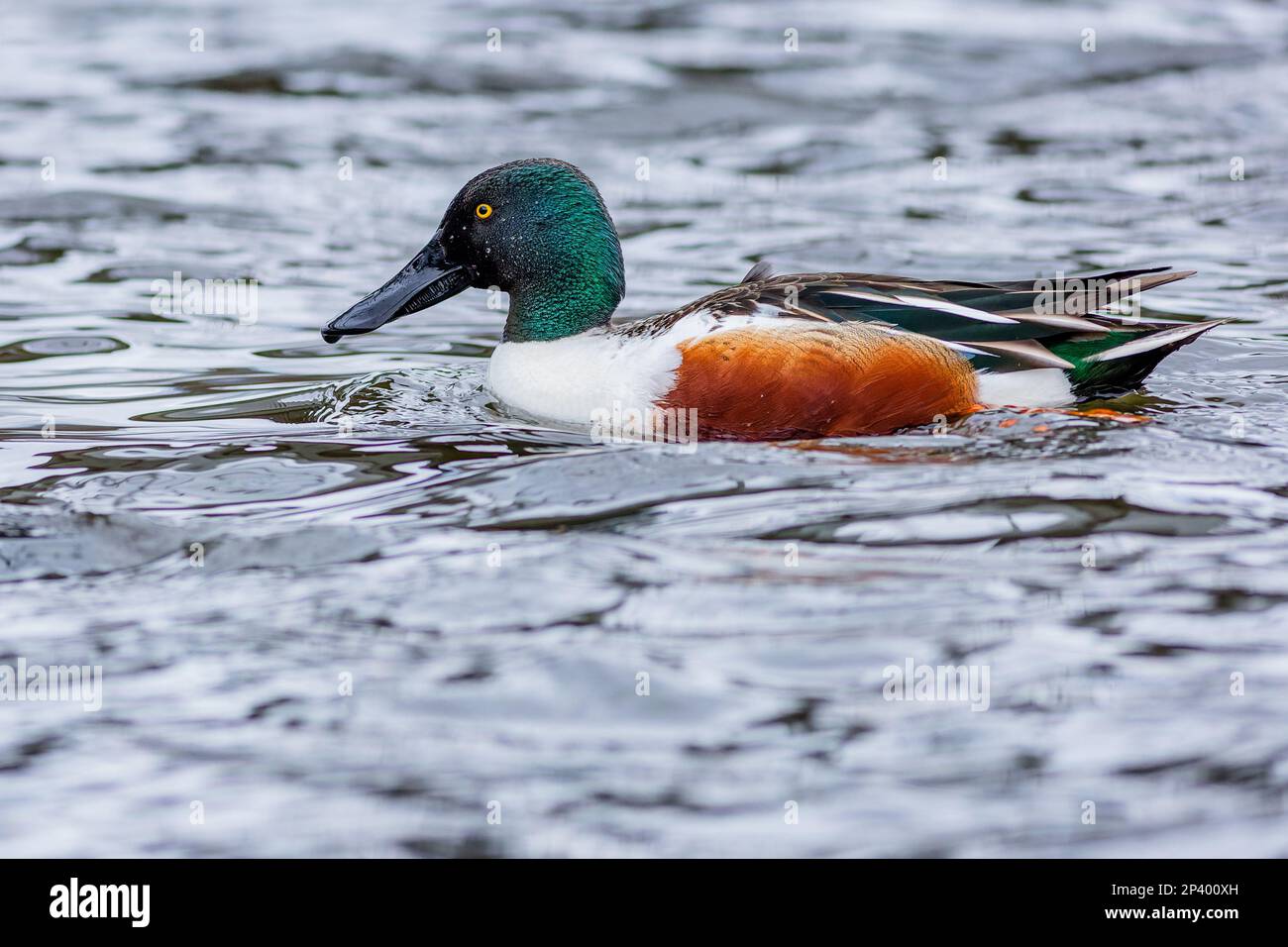 The northern shoveler, a white and brown male duck with iridescent dark ...