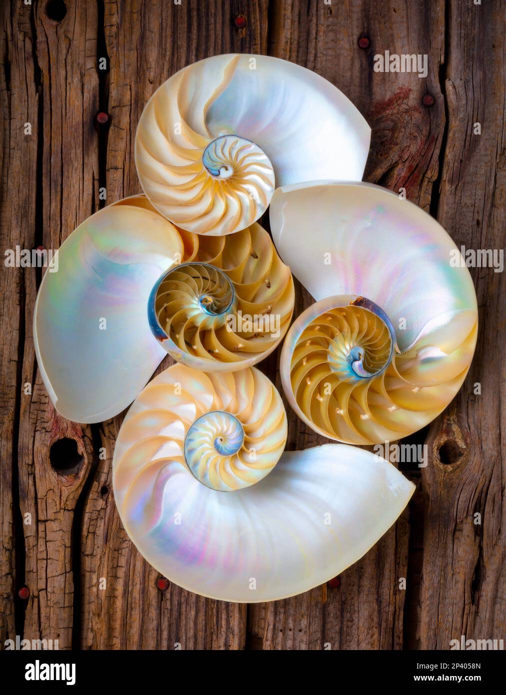Four seashells hi-res stock photography and images - Alamy