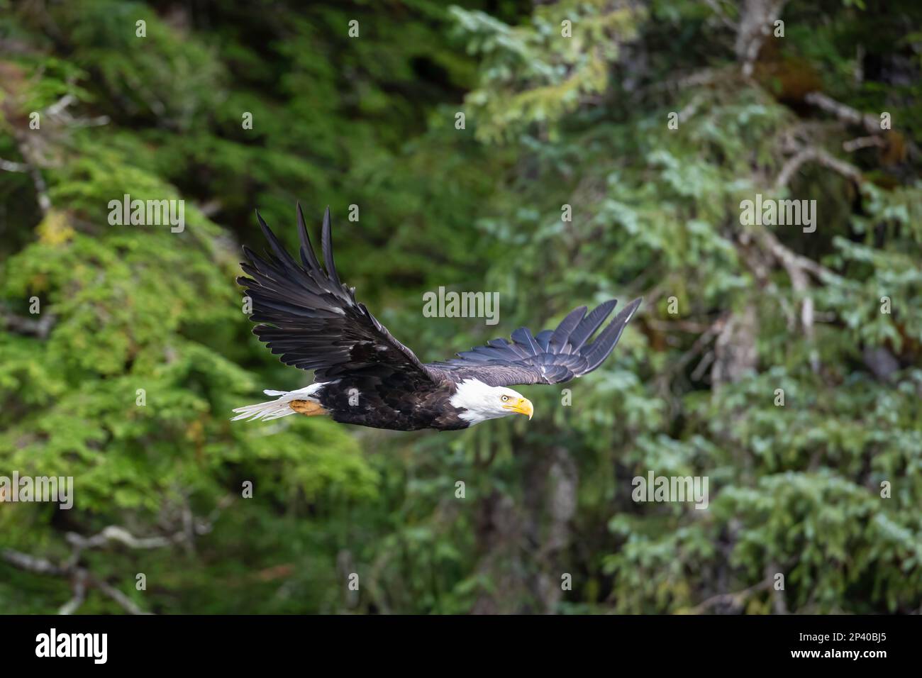 Adult bald eagle, Haliaeetus leucocephalus, flying in a Sitka Spruce ...