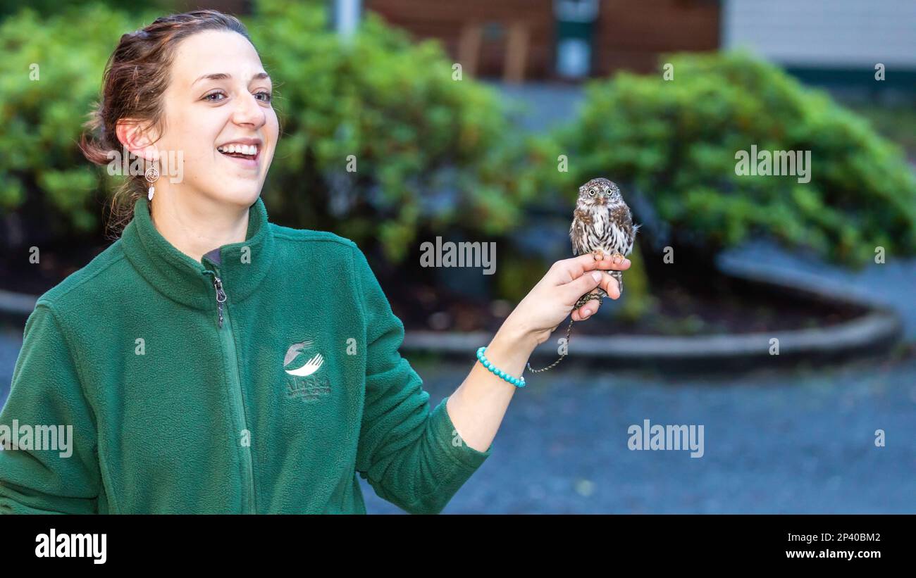 Captive northern pygmy owl, Glaucidium californicum, Alaska Raptor ...