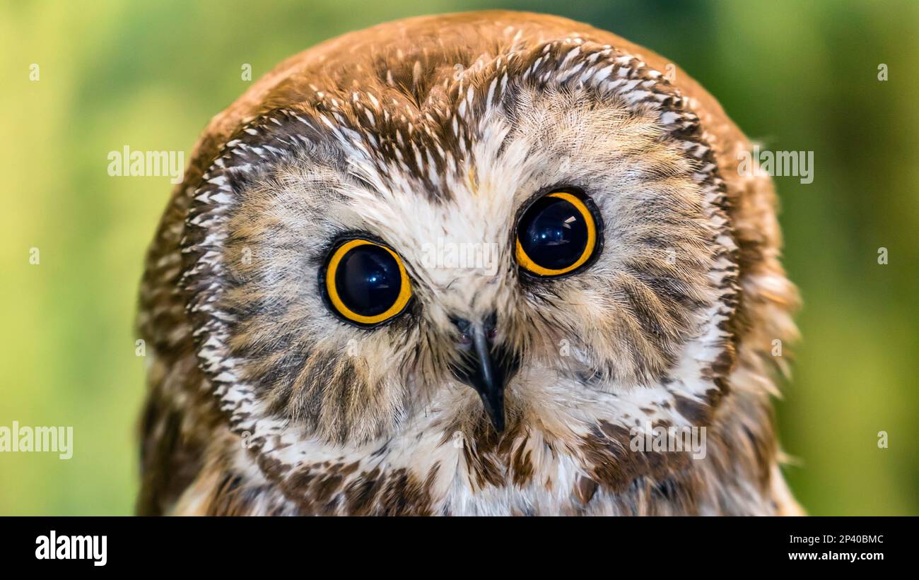 Adult captive northern saw-whet owl, Aegolius acadicus, Alaska Raptor ...