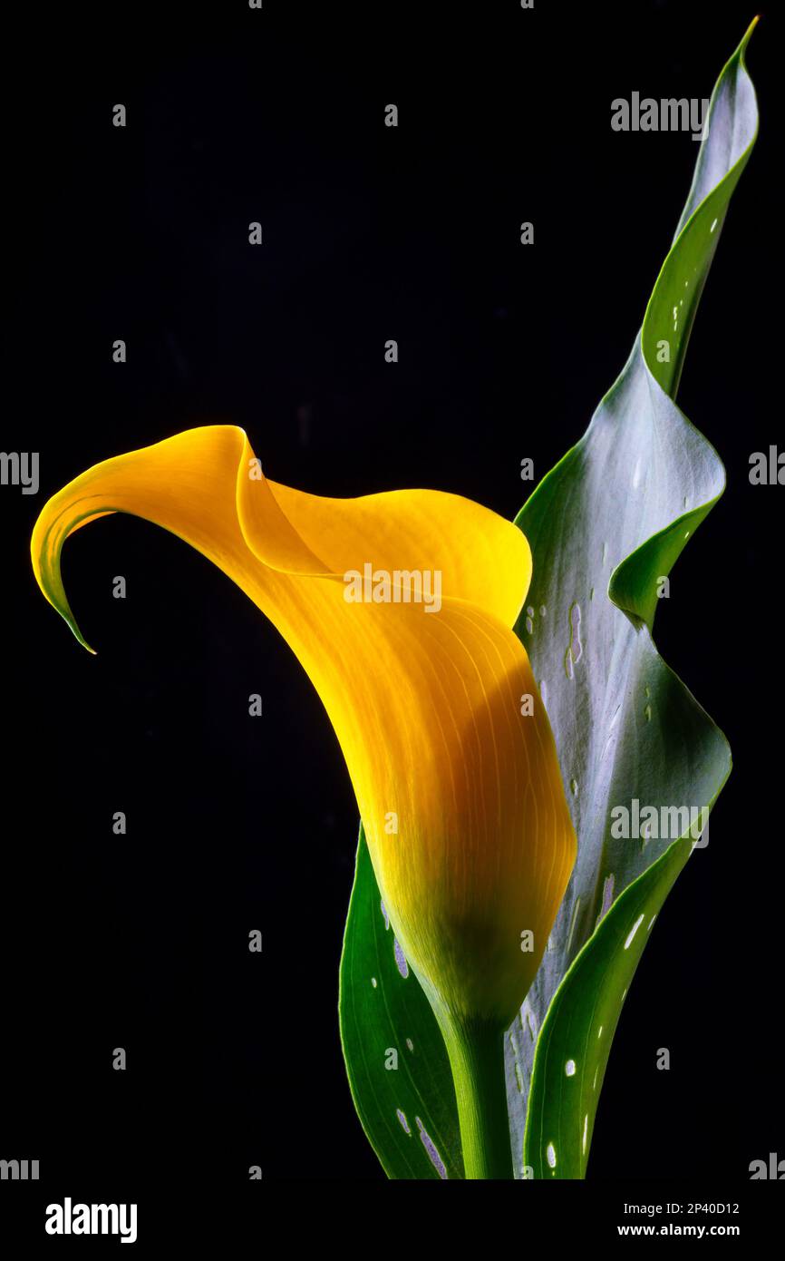 Yellow Calla Lily With Leaf Against Black Background Still Life Stock ...