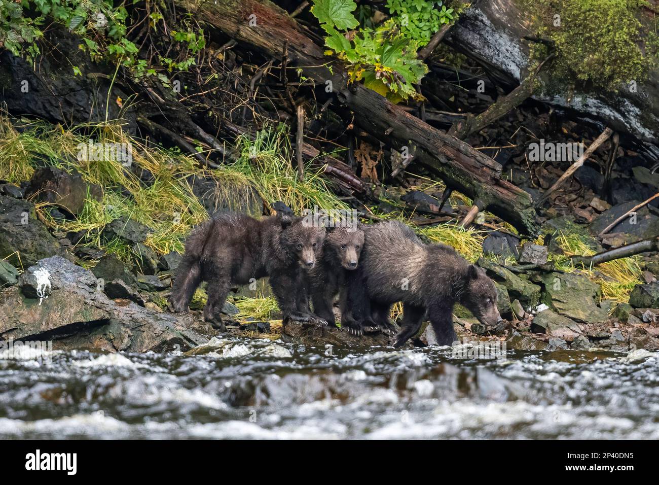 Cubs-of-year brown bears, Ursus arctos, along pink salmon stream on ...