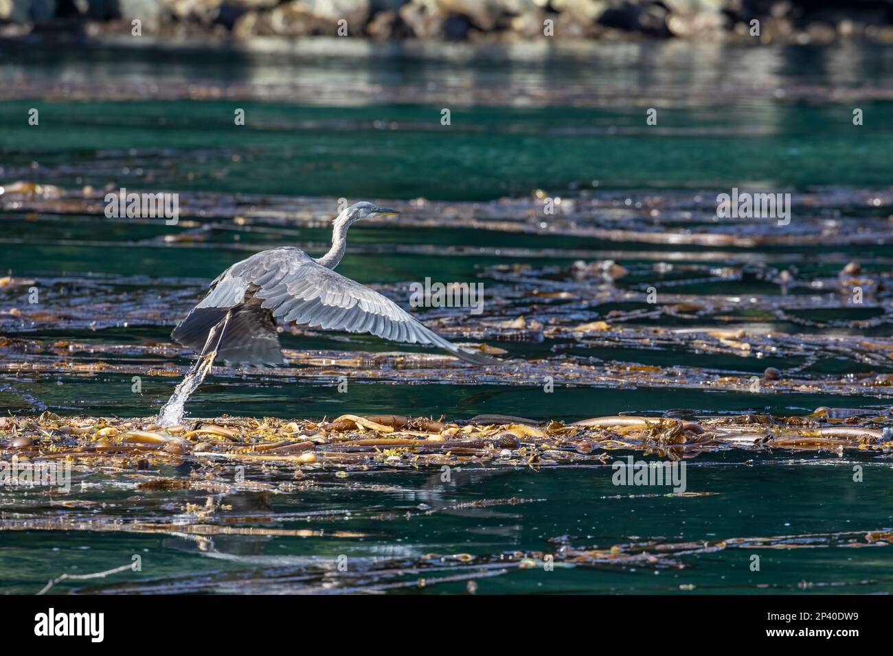 Adult great blue heron, Ardea herodias, taking flight in the Inian ...