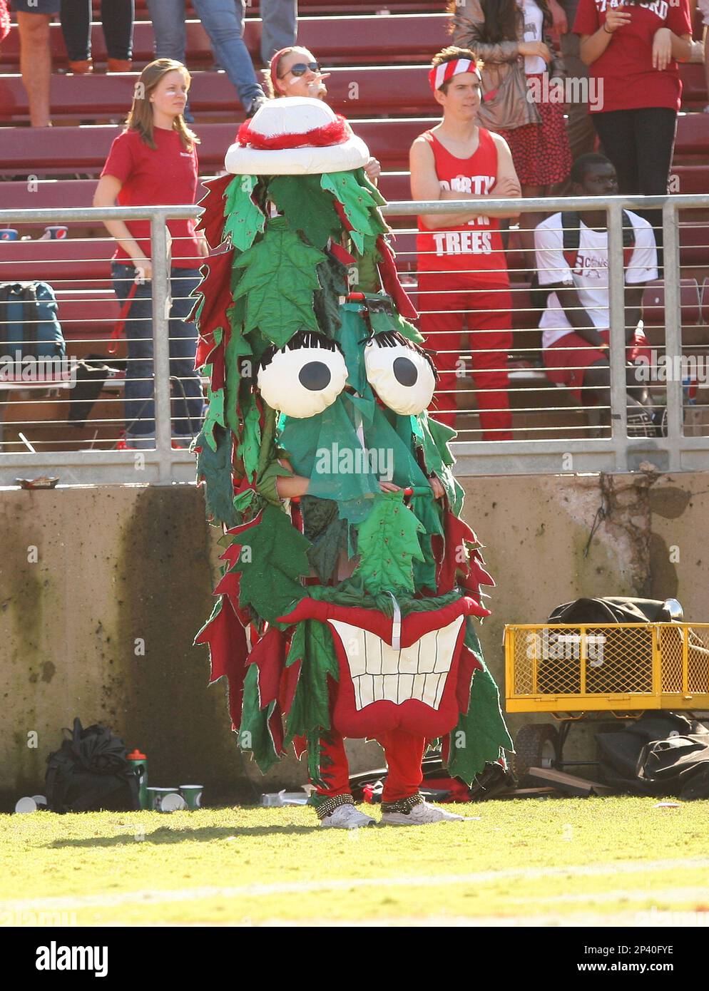 Stanford Cardinal mascot, the Tree, during a game against the Oregon ...