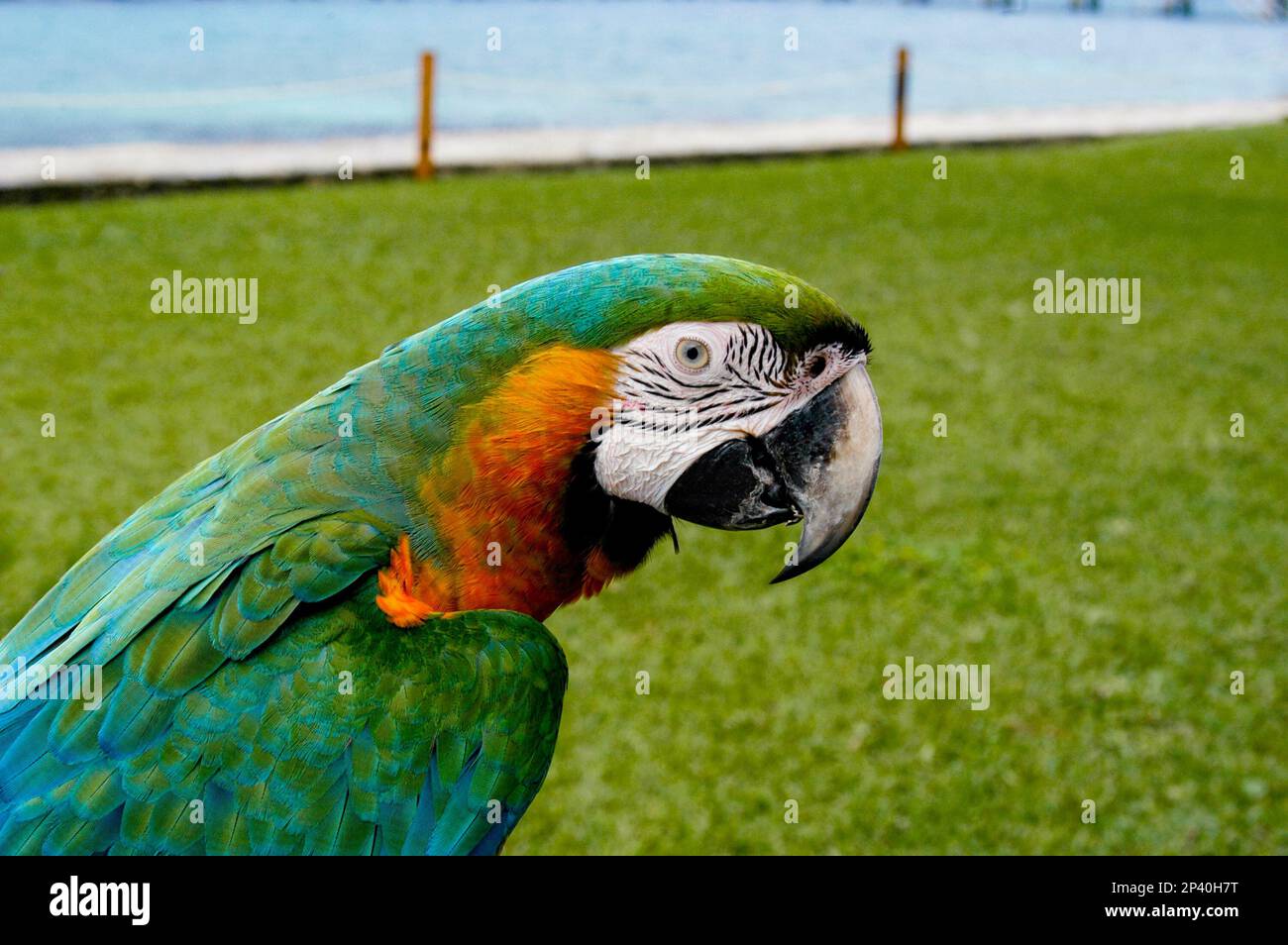 A photograph of a blue and yellow macaw taken in Cancun, Yucatan ...