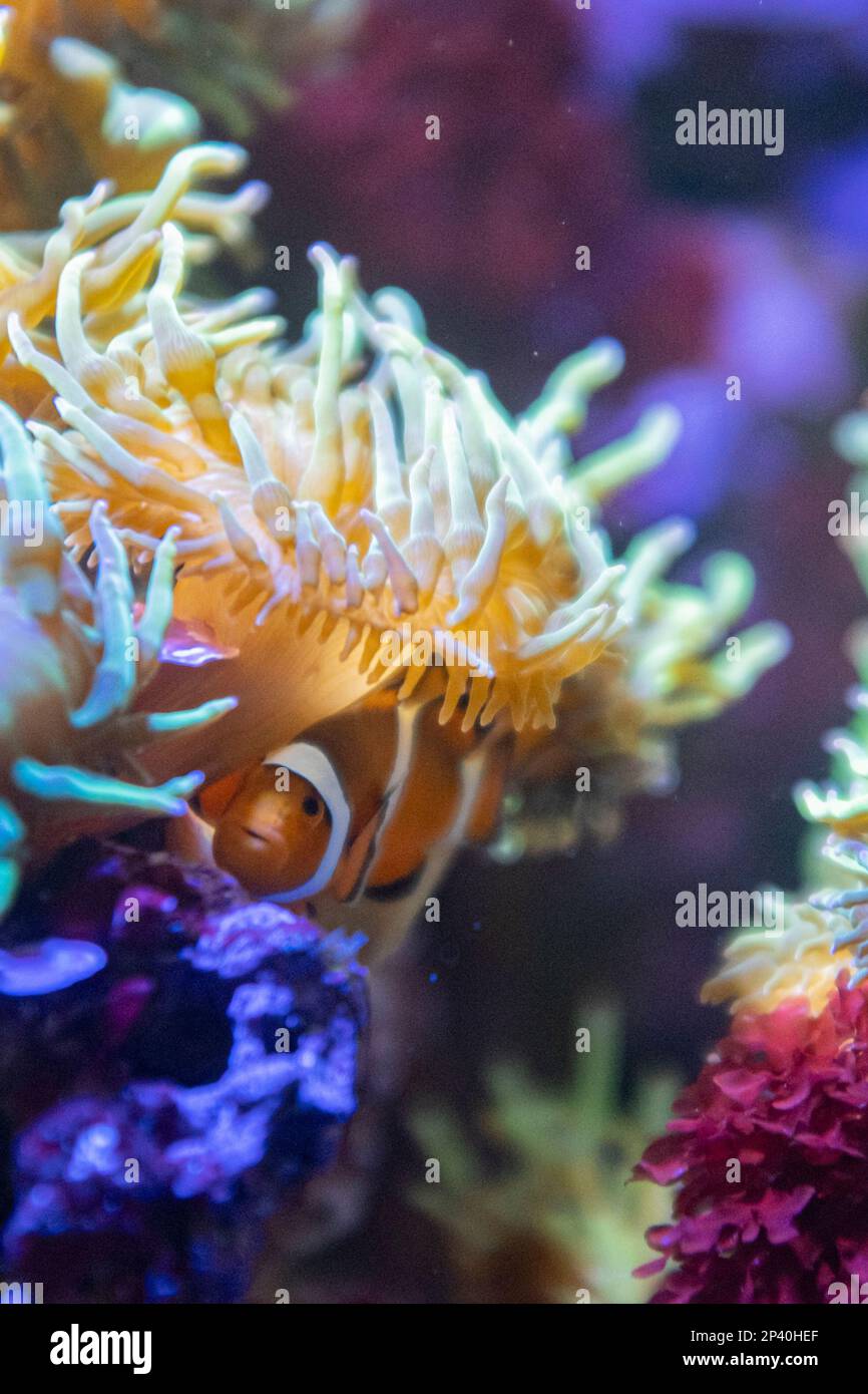 Cute tiny clown fish hiding in an anemone under water reef Stock Photo ...