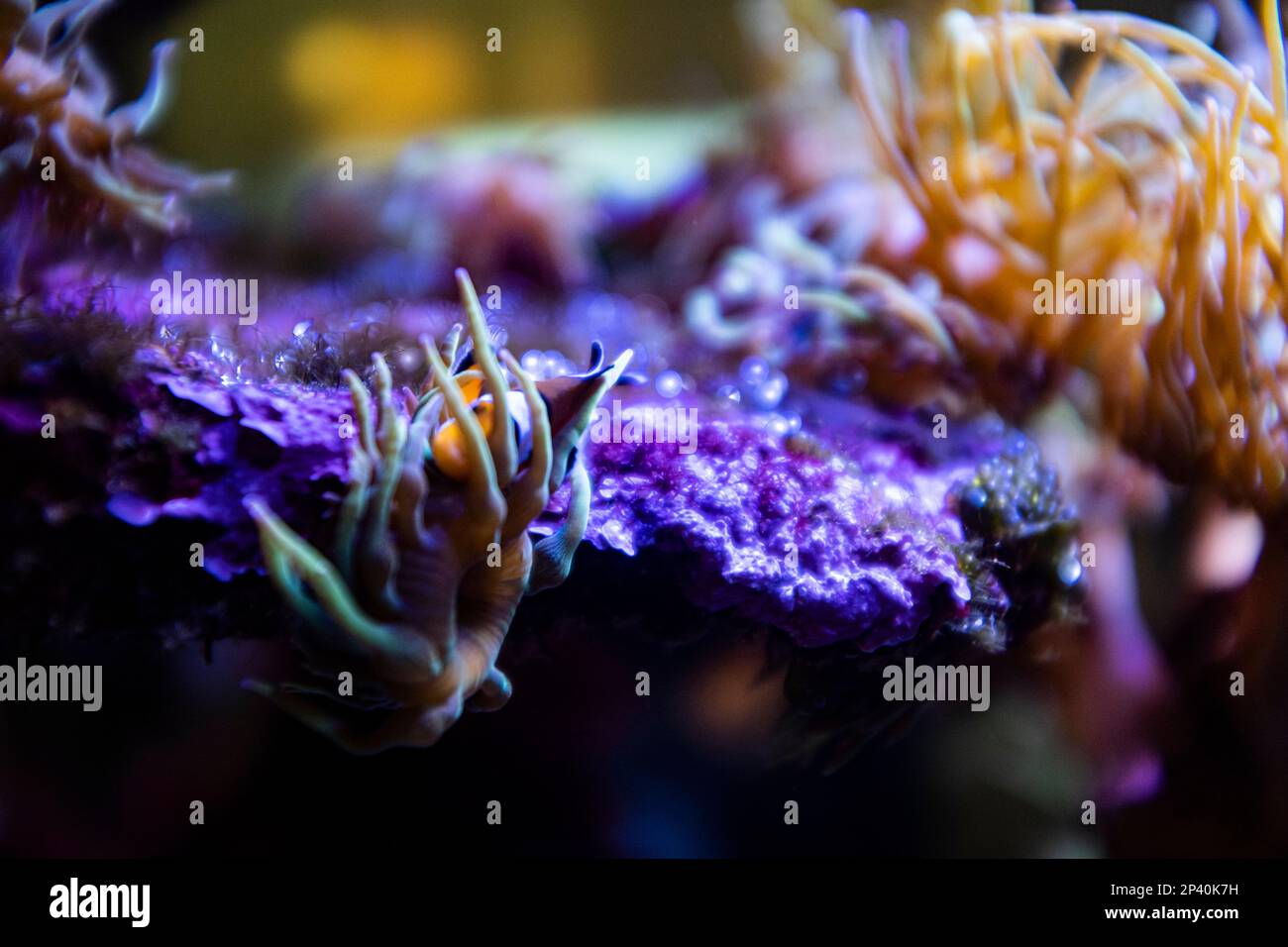 Cute tiny clown fish hiding in an anemone under water reef Stock Photo ...
