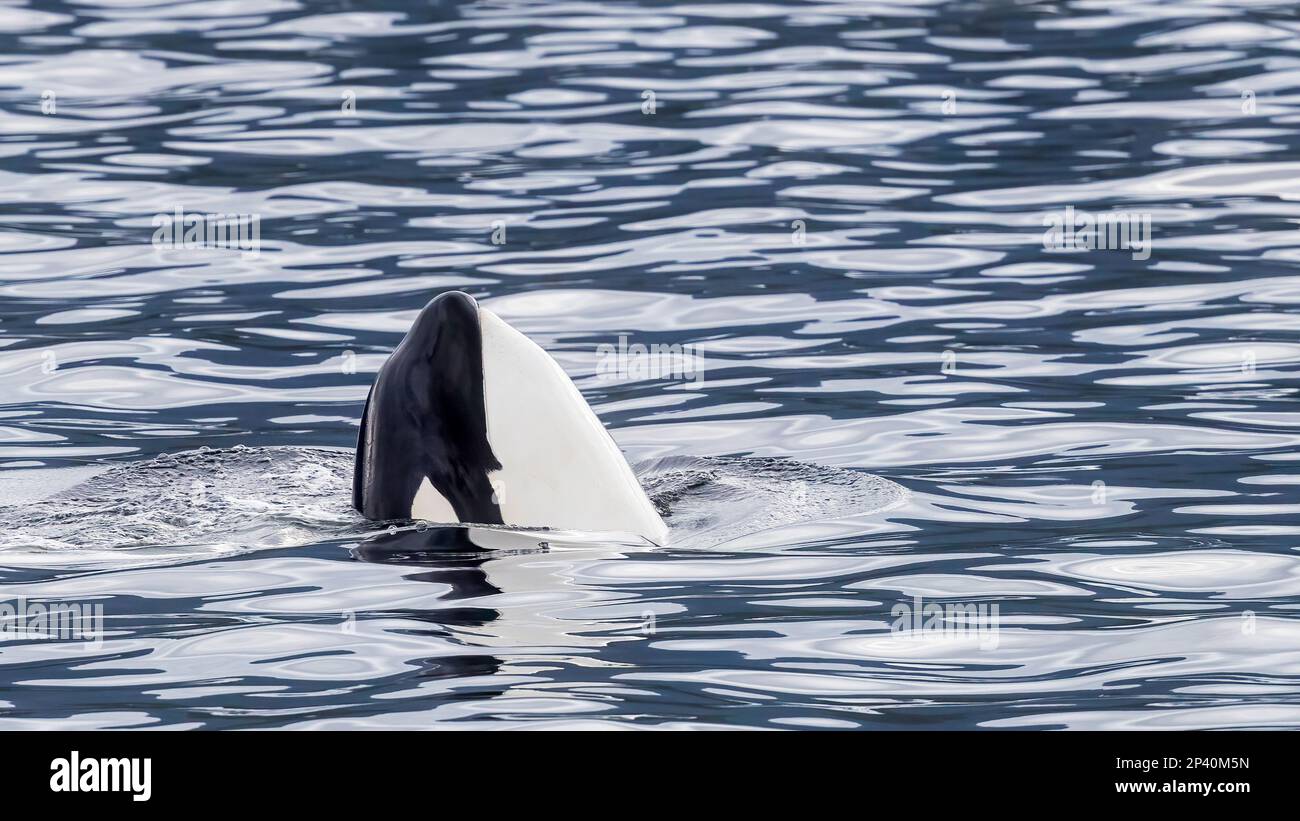 Killer whale, Orcinus orca, spy-hopping in Behm Canal, Southeast Alaska ...