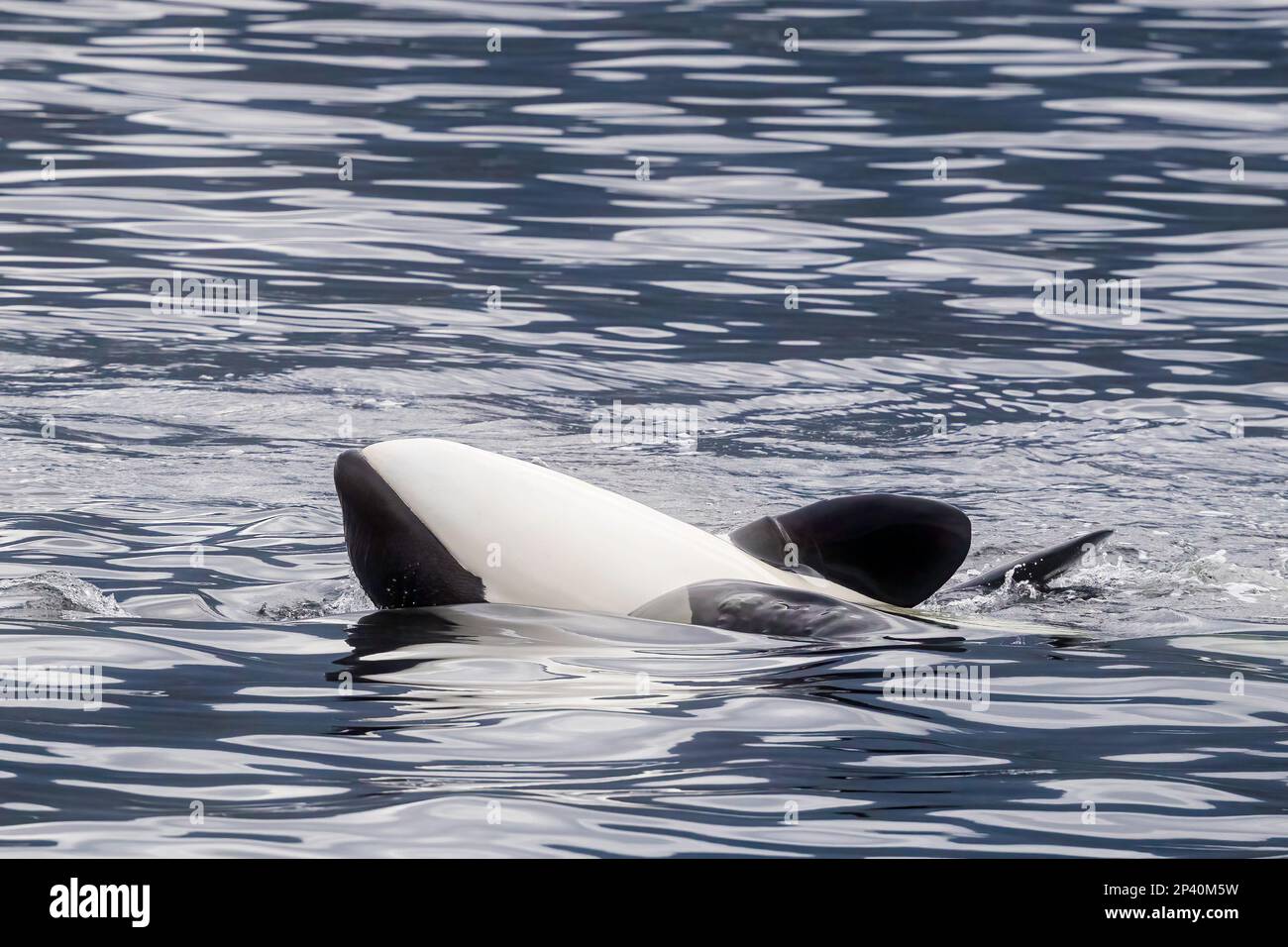 Young killer whale, Orcinus orca, at play in Behm Canal, Southeast ...