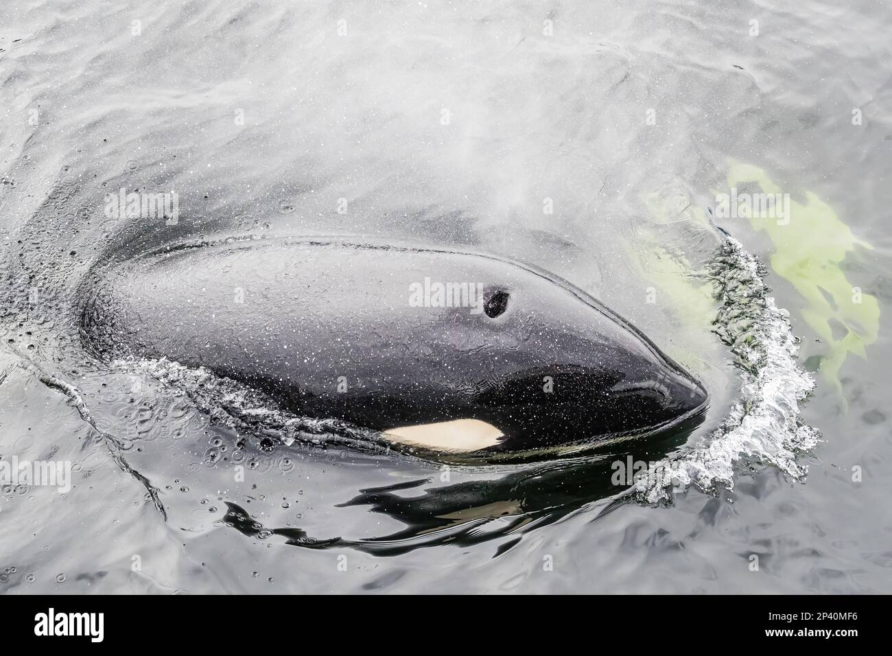 An adult female killer whale, Orcinus orca, surfacing in Behm Canal ...