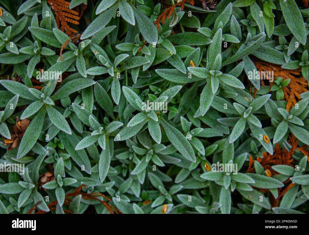 Elliptic leaf hi-res stock photography and images - Alamy