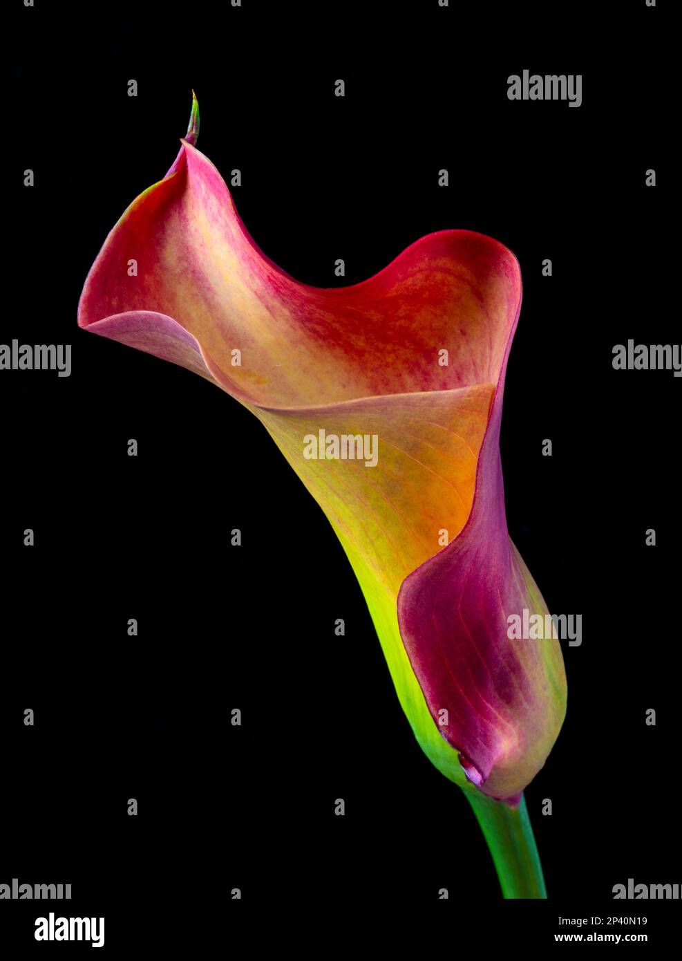 Wavy Colorful Calla lily Against Black Background Still life Stock ...