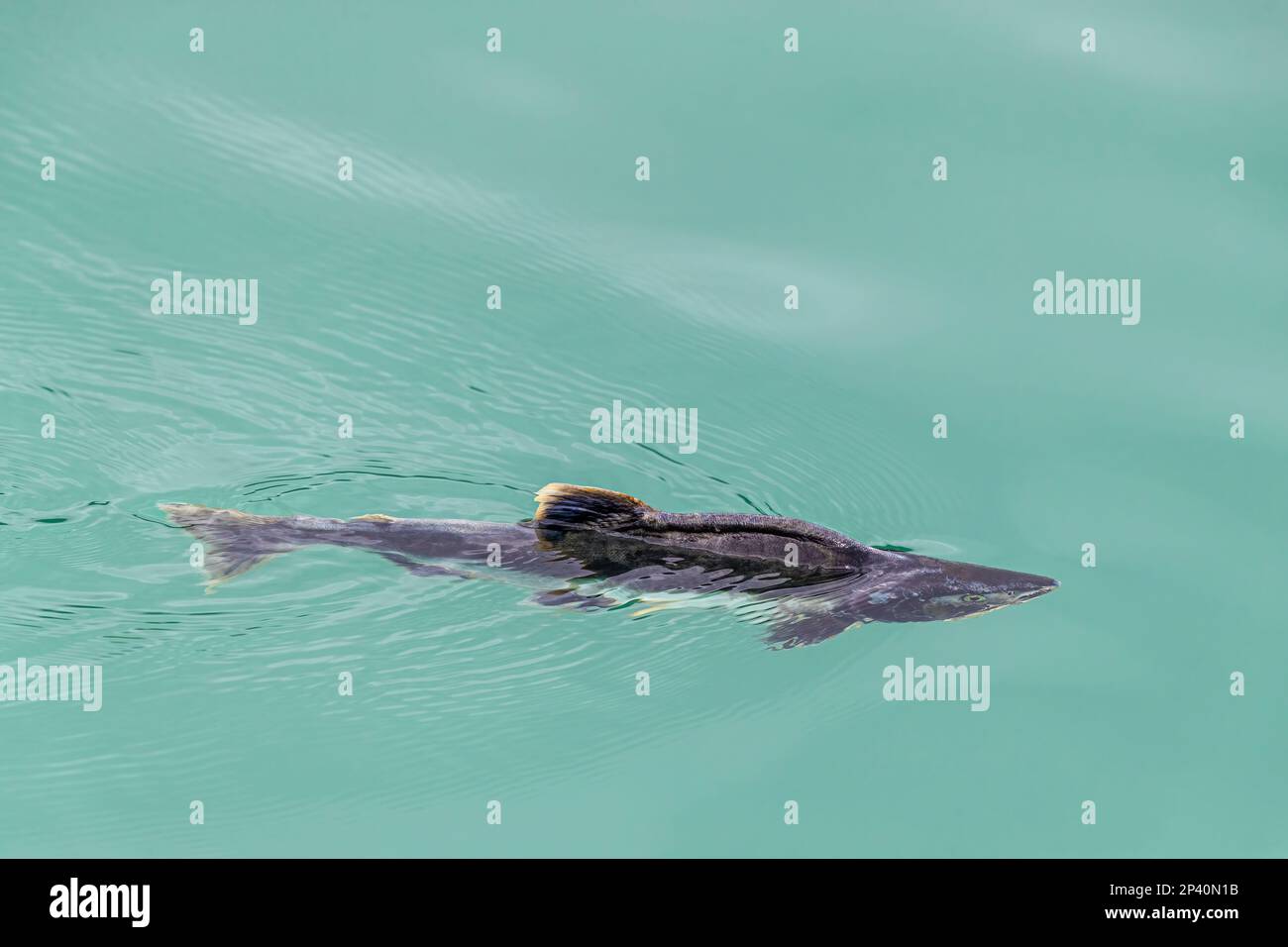 Adult pink salmon, Oncorhynchus gorbuscha, spawning in Glacier Bay ...