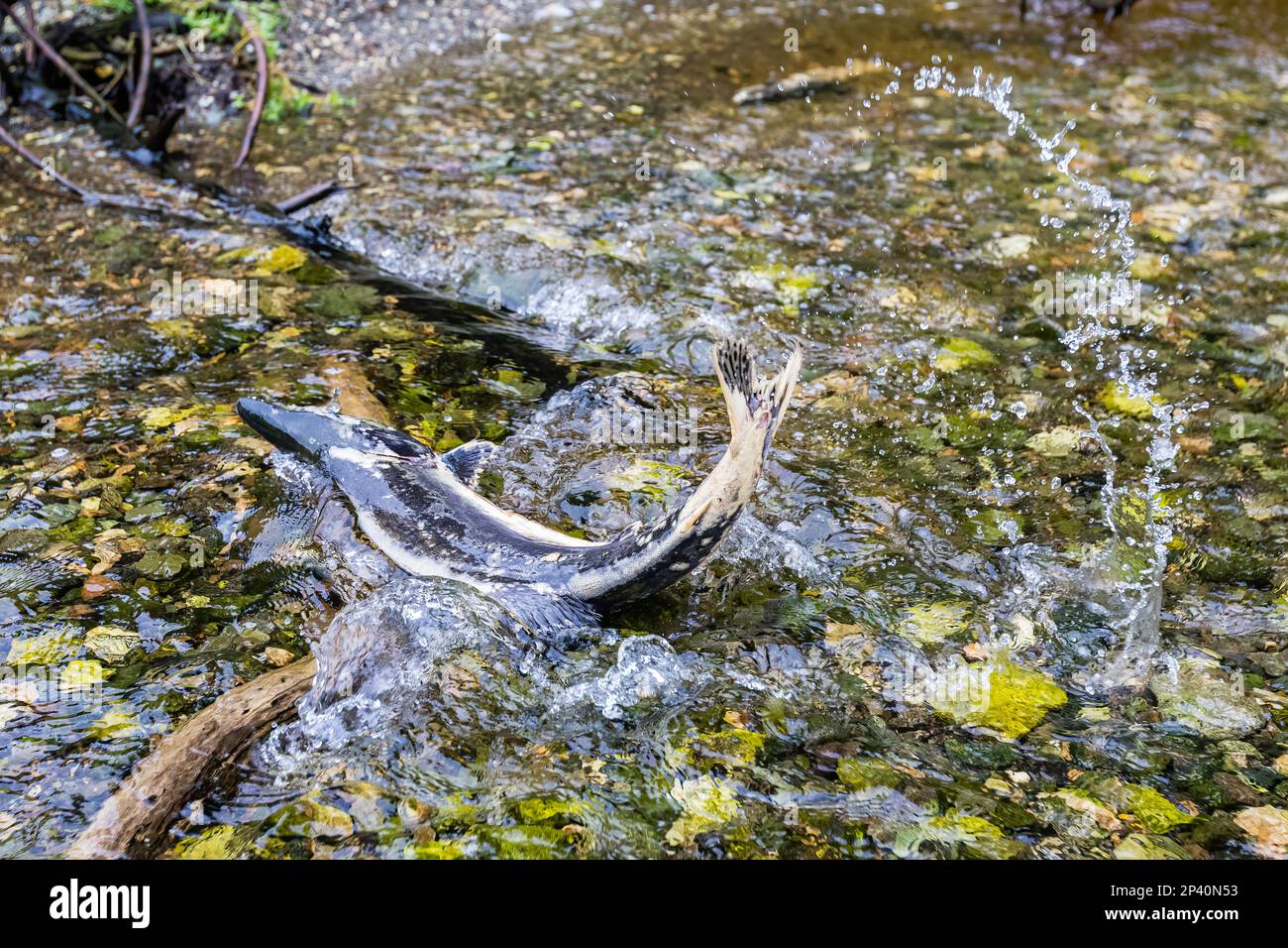 Adult pink salmon, Oncorhynchus gorbuscha, spawning in Fox Creek ...