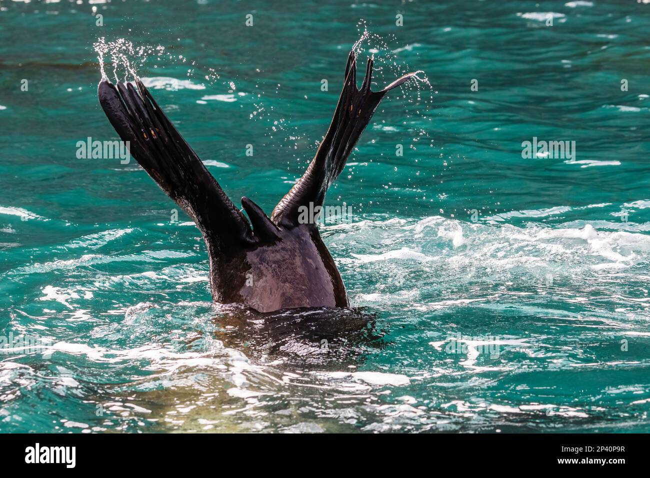 Steller sea lion, Eumetopias jubatus, diving with its flippers in the ...