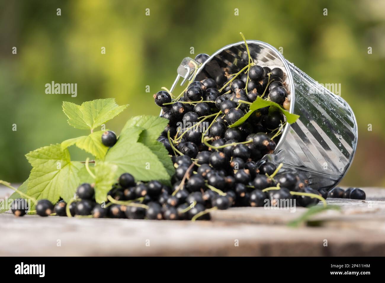 Black currant. Fresh fruit in the garden Stock Photo - Alamy