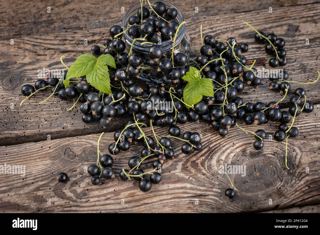 Black currant. Fresh fruit in the garden Stock Photo - Alamy