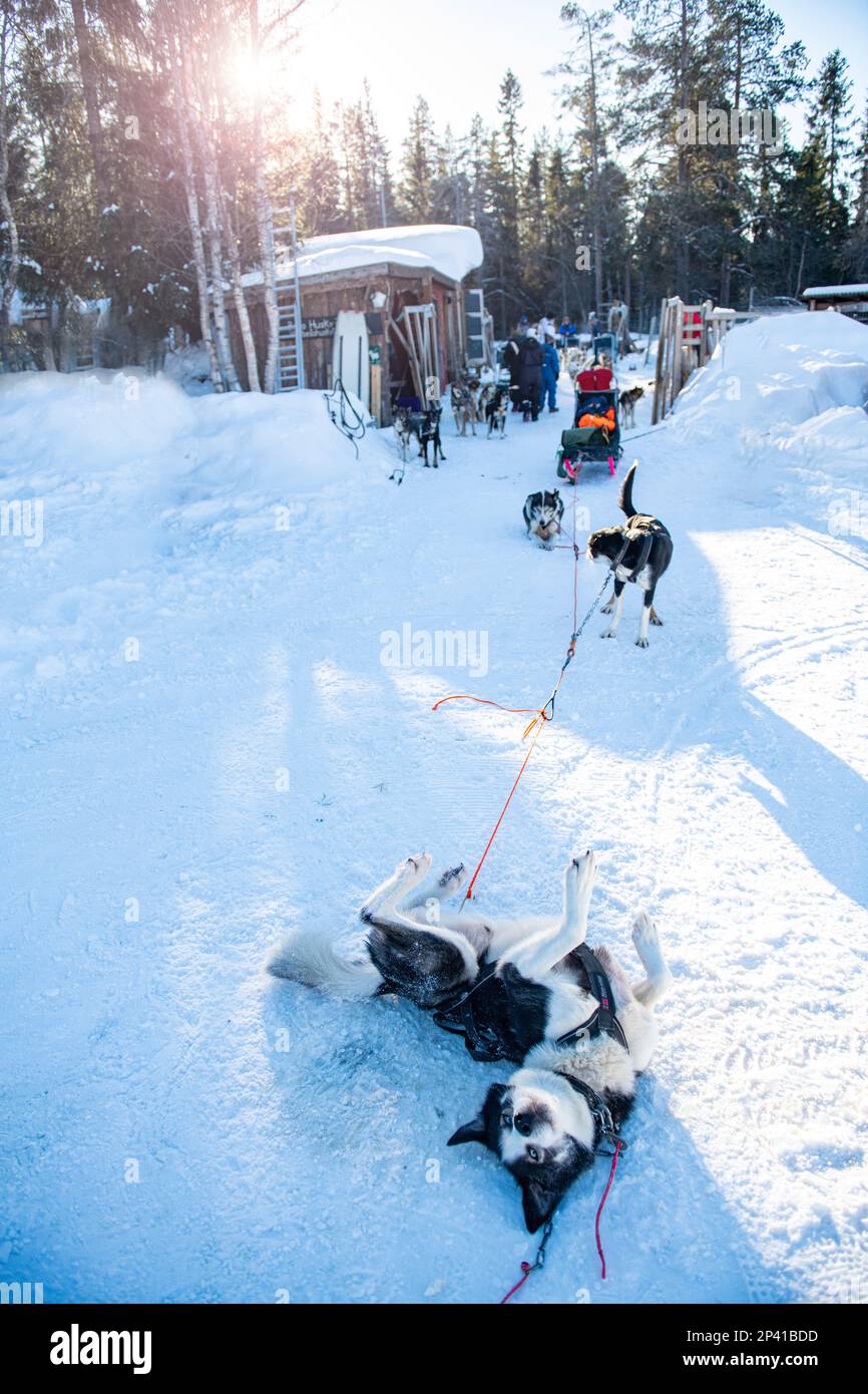 Dog sledding in Norway Stock Photo - Alamy