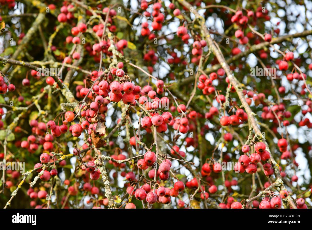 Cherry apple tree with red fruits- Malus baccata Stock Photo - Alamy