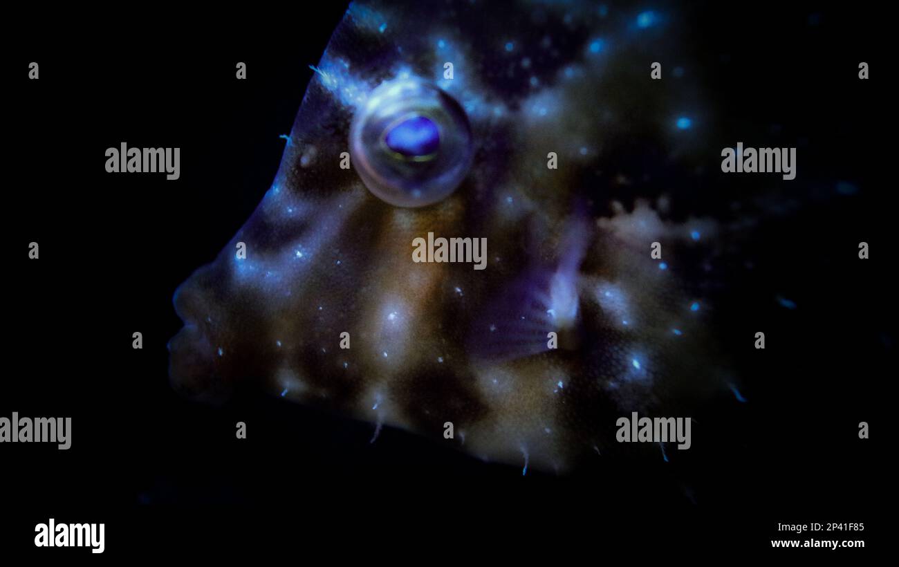 A close up of a luminescent fish Stock Photo - Alamy