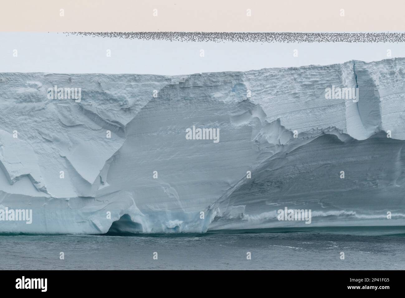 Antarctica, Ross Sea, Cape Colbeck. Hundreds of Antarctic petrels ...