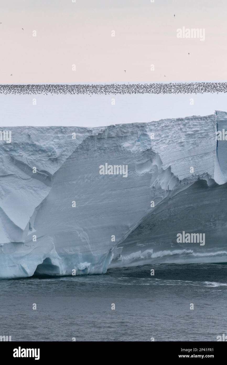 Antarctica, Ross Sea, Cape Colbeck. Hundreds of Antarctic petrels ...