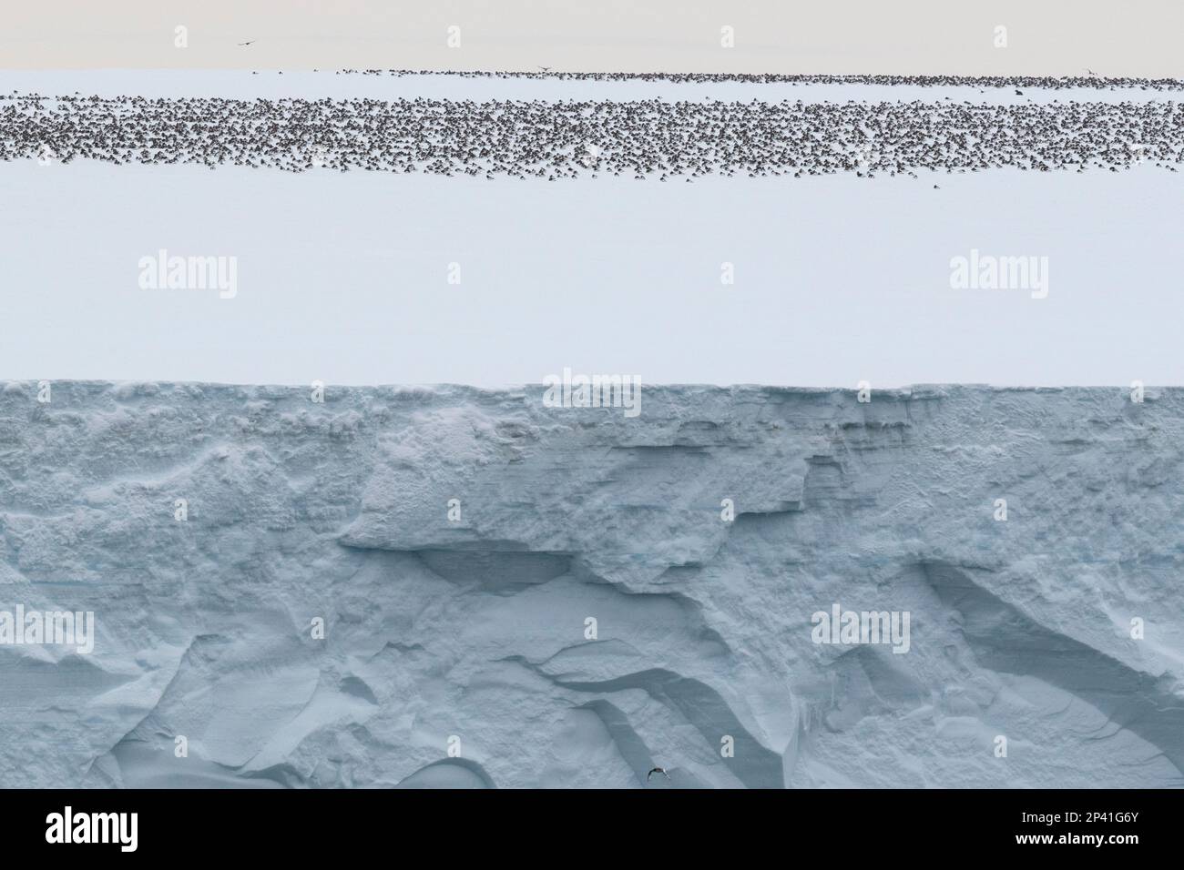 Antarctica, Ross Sea, Cape Colbeck. Hundreds of Antarctic petrels ...