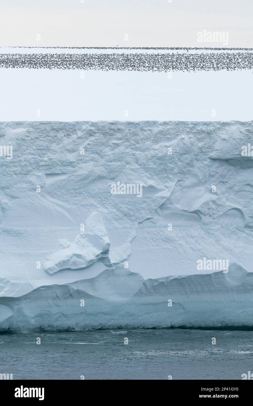 Antarctica, Ross Sea, Cape Colbeck. Hundreds of Antarctic petrels ...