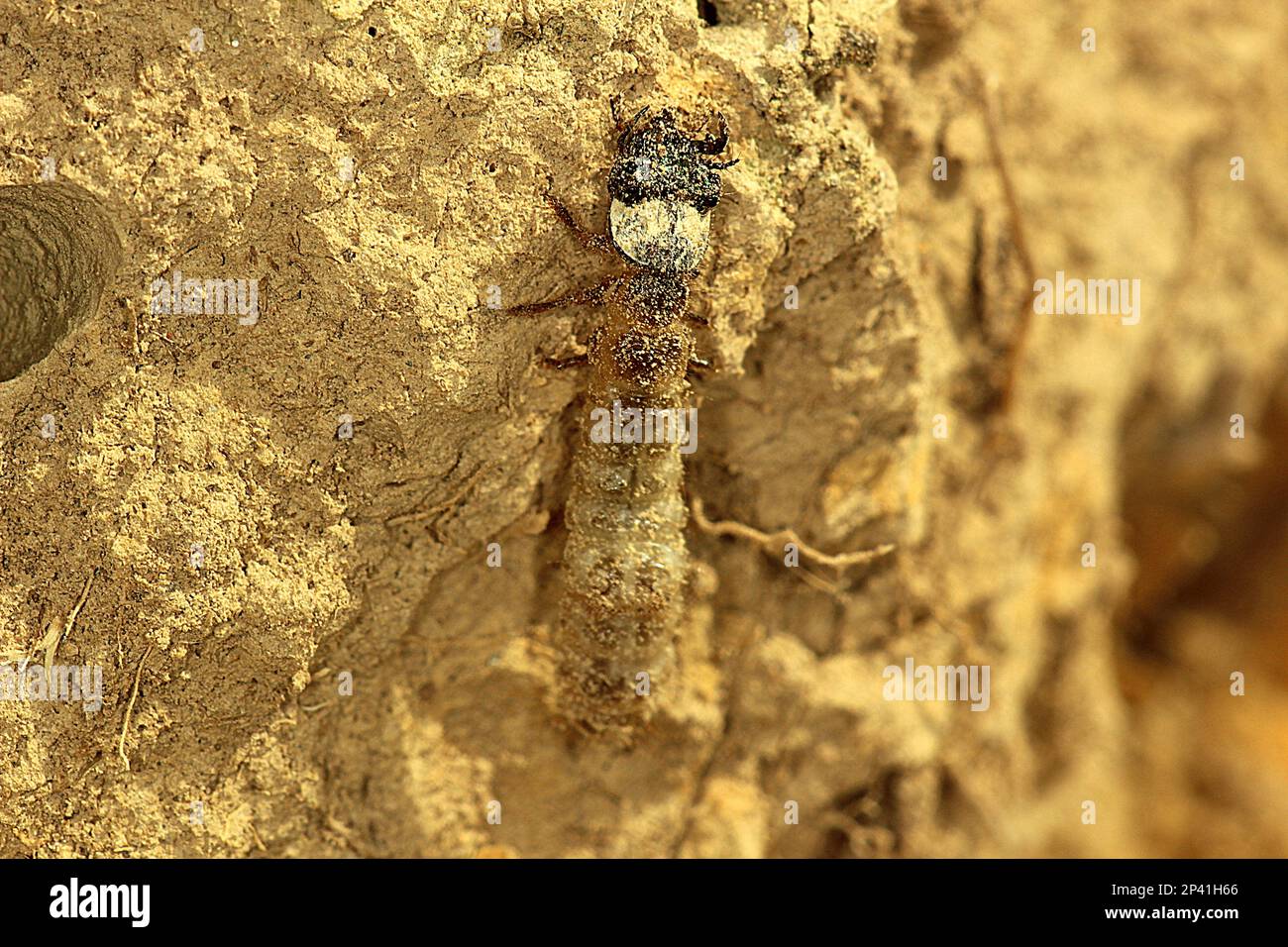 Common tiger beetle including larvae in burrow Stock Photo - Alamy
