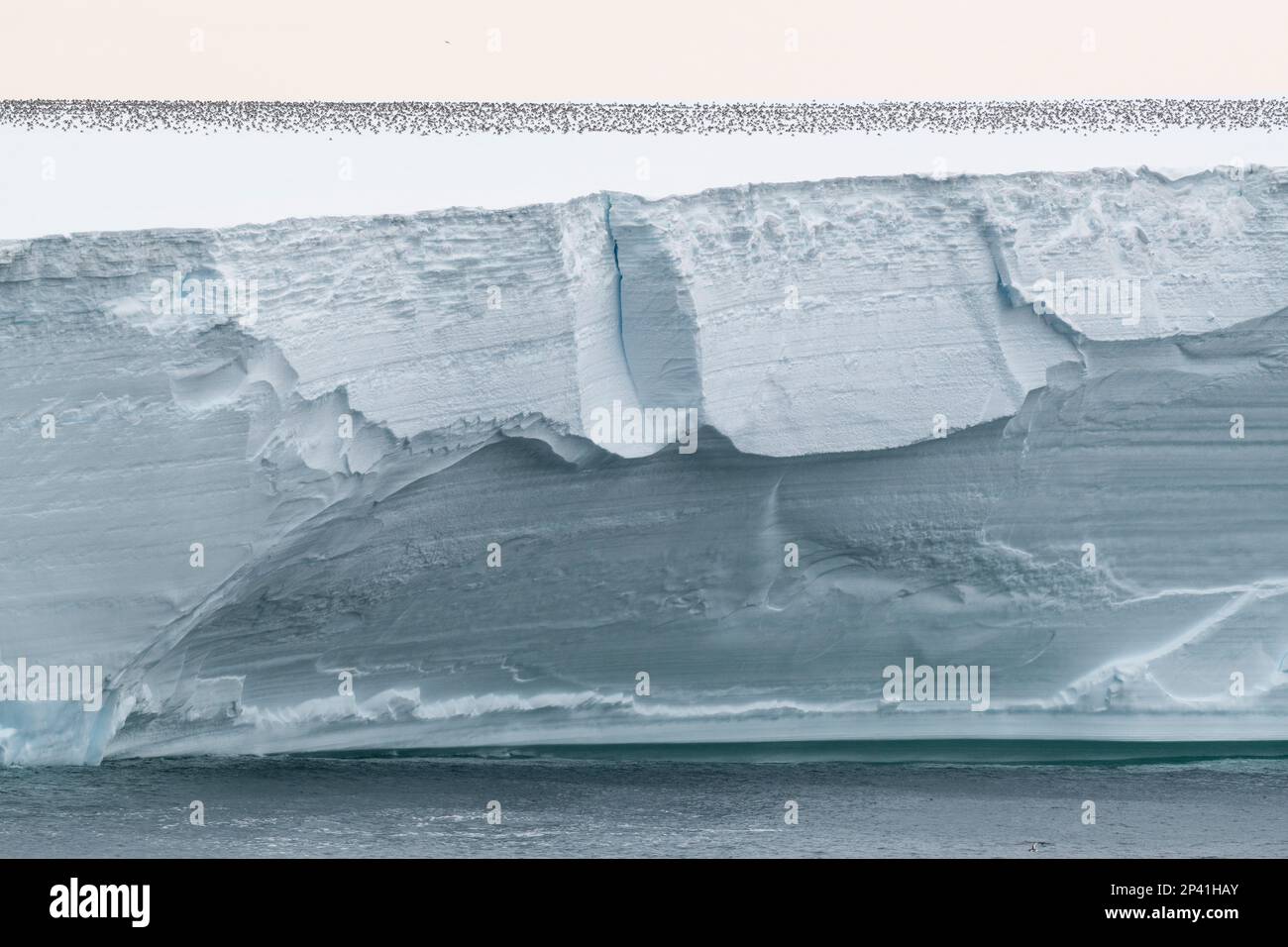 Antarctica, Ross Sea, Cape Colbeck. Hundreds of Antarctic petrels ...