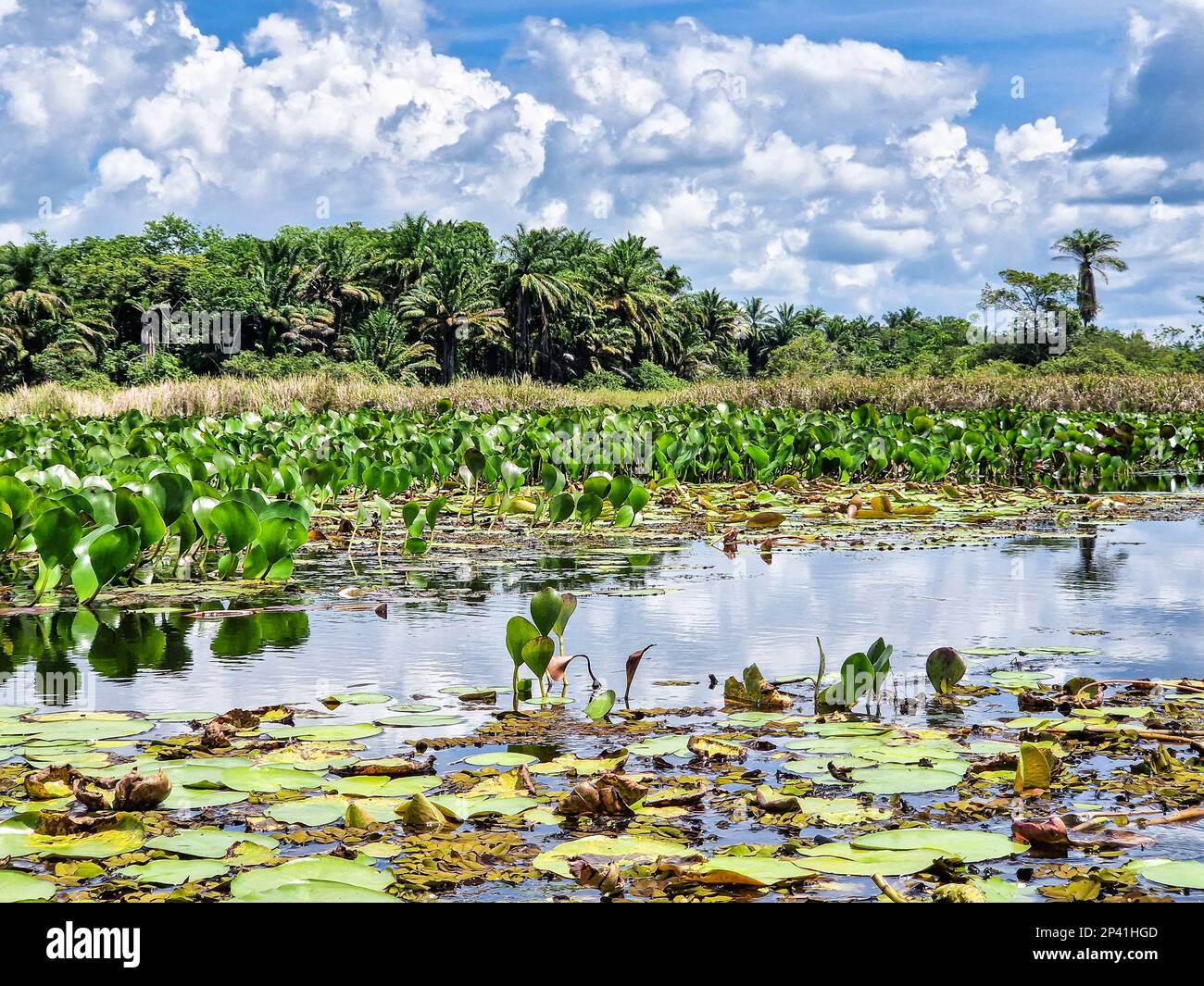 Canoe tour on the Pantanal Marimbus, waters of many rivers and abundant ...