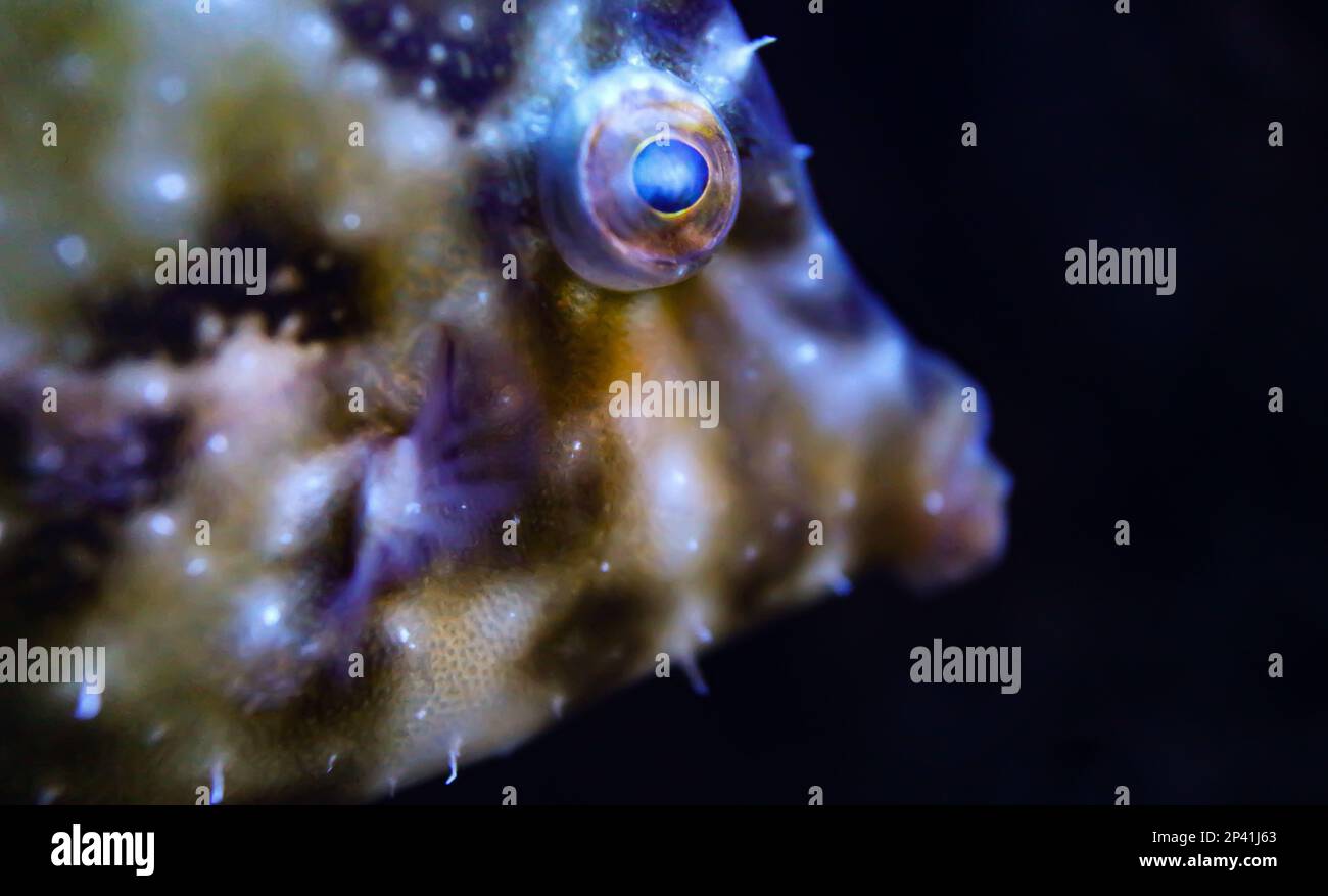 Luminescent fish hi-res stock photography and images - Alamy