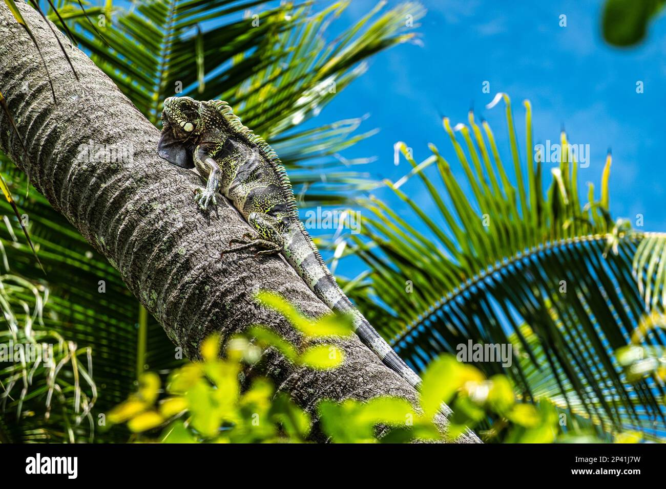 Green iguana sitting on a palm tree at Imbassai, Bahia, Brazil.. Wild ...