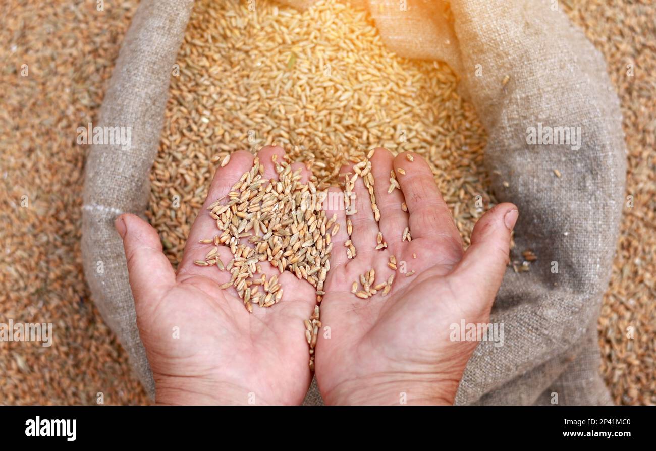Wheat grains in a hand after good harvest of successful farmer. Hands ...