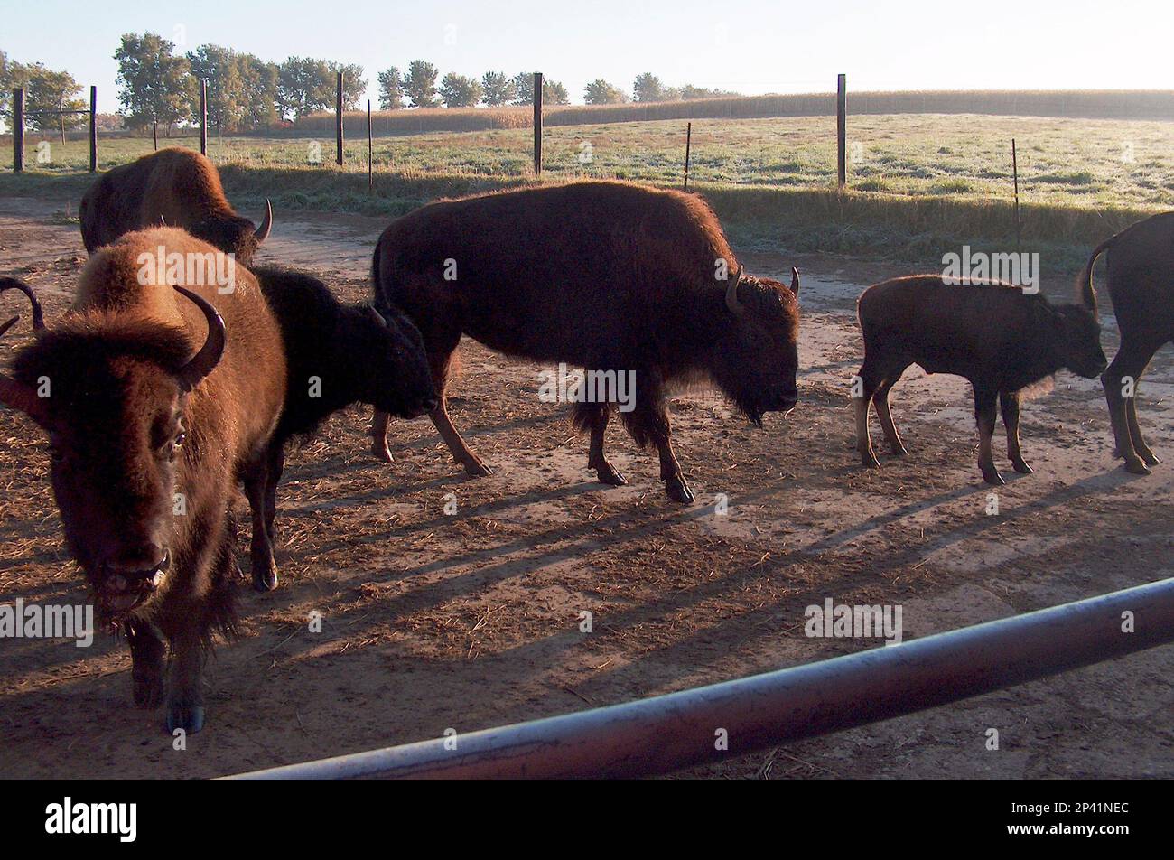 In this Oct. 11, 2014 photo, bison walk around in the corral on the ...