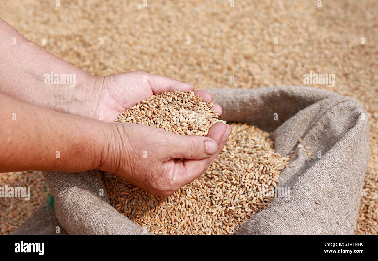 Wheat grains falling in sack hi-res stock photography and images - Alamy