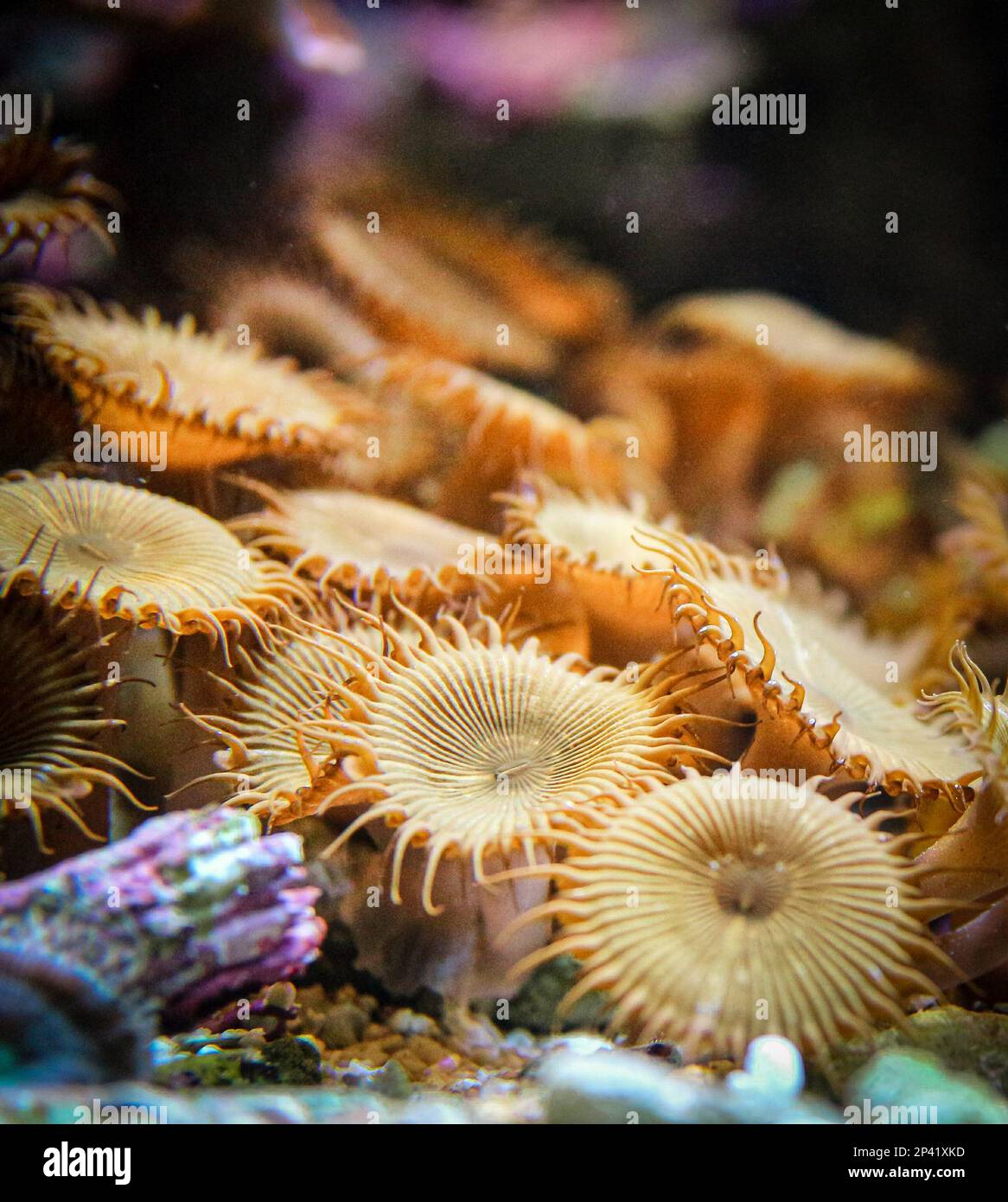 Palythoa hi-res stock photography and images - Alamy