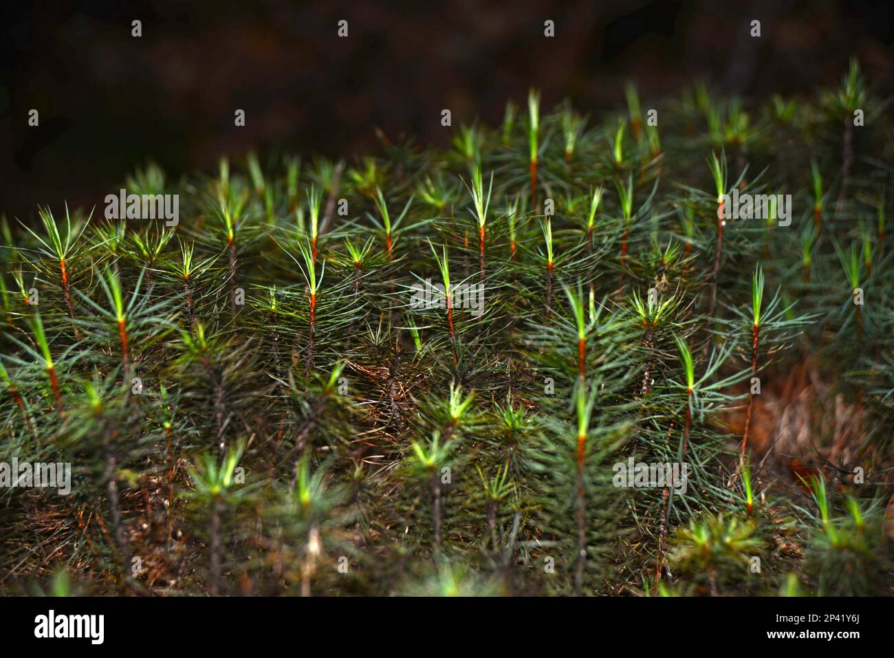 Dawsonia superba, tallest moss in the world, growing near Lake Brunner ...