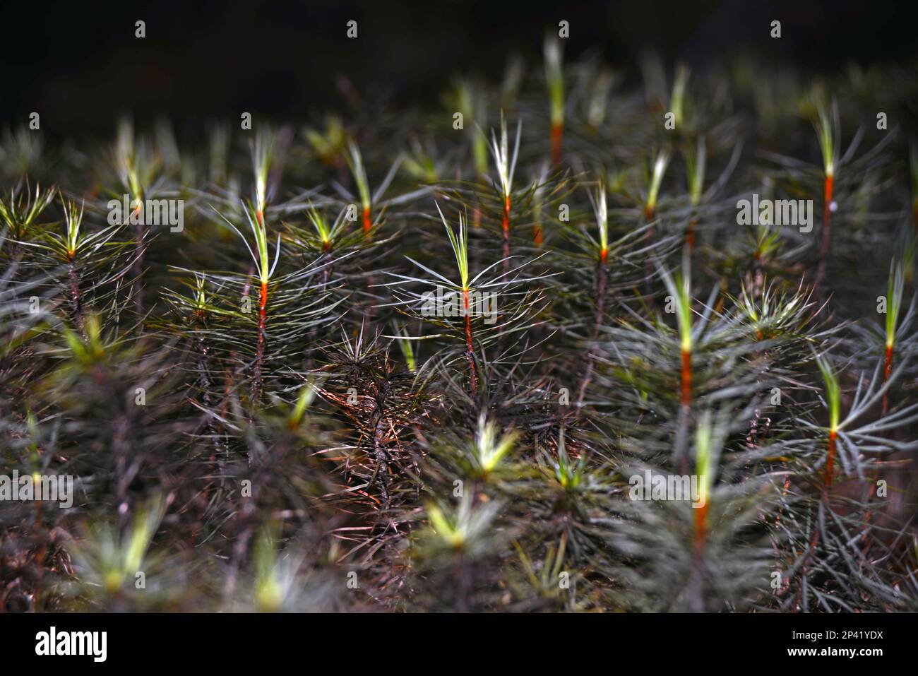 Dawsonia superba, tallest moss in the world, growing near Lake Brunner ...