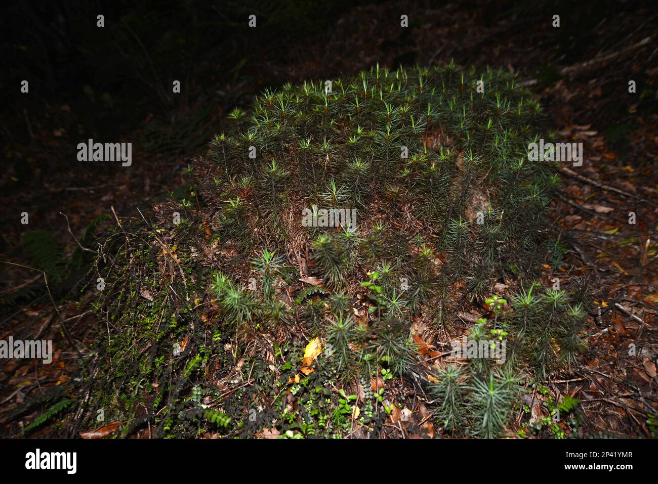 Dawsonia superba, tallest moss in the world, growing near Lake Brunner ...