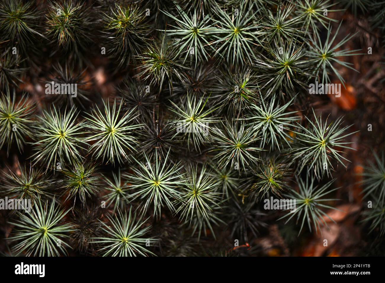 Dawsonia superba, tallest moss in the world, growing near Lake Brunner ...