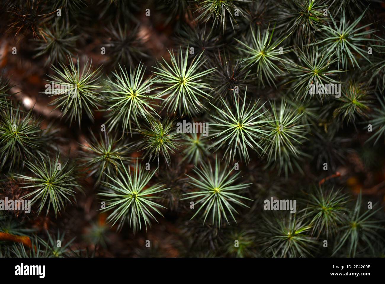 Dawsonia superba, tallest moss in the world, growing near Lake Brunner ...