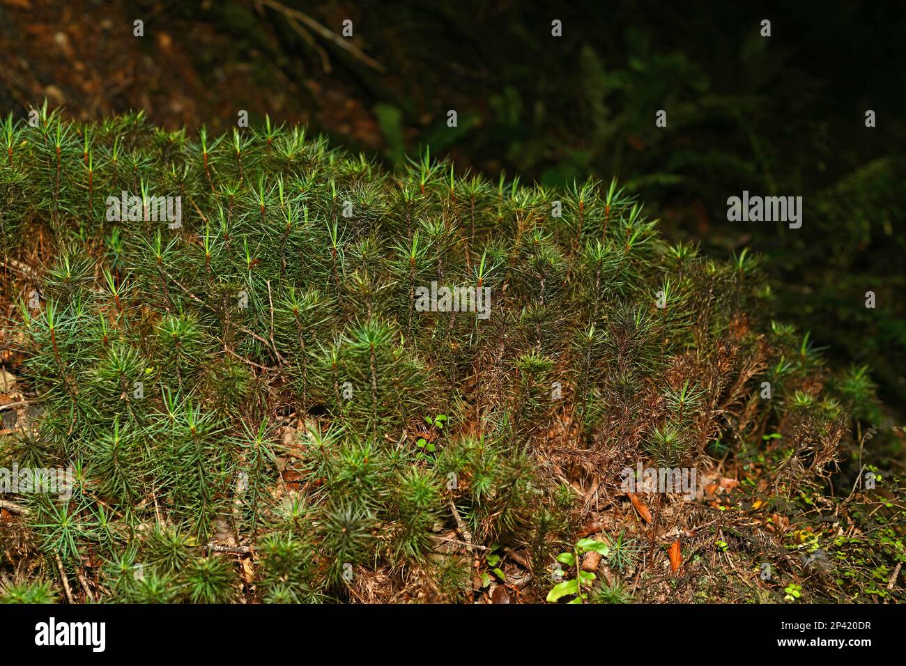 Dawsonia superba, tallest moss in the world, growing near Lake Brunner ...
